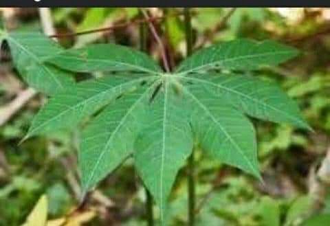 Drink The Mixture of Milk With Cassava Leaves Juice For These Amazing ...