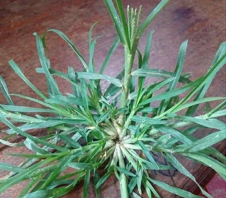 Paragis: High Health Benefits of This Grass – Editor: +2348035757938
