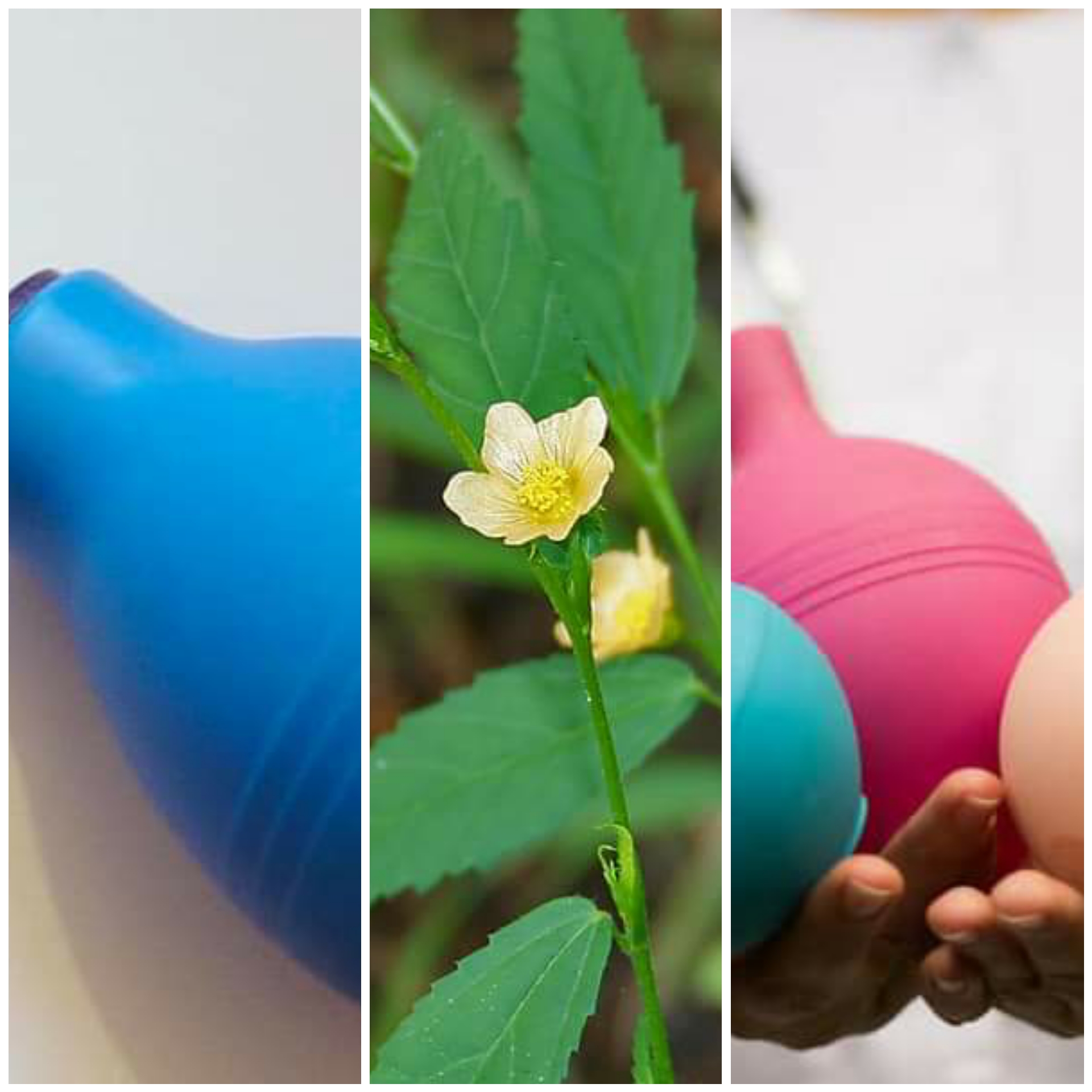 SIDA ACUTA: How To Use For Miscarriage And Barrenness – Editor ...