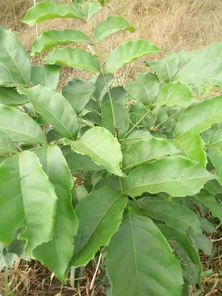 Health Benefits of Ewe Akoko – Editor: +2348035757938