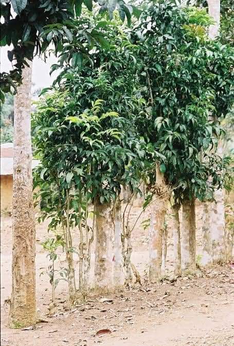 Health Benefits of Ewe Akoko – Editor: +2348035757938