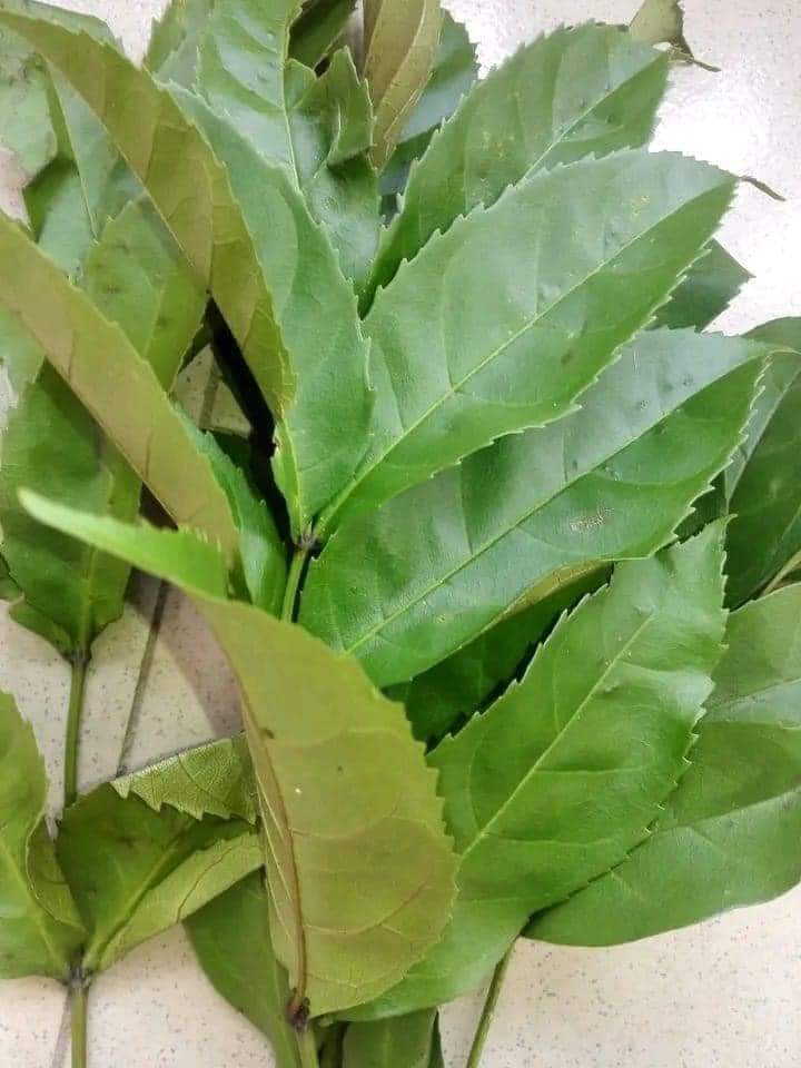 Health Benefits of Ewe Akoko – Editor: +2348035757938