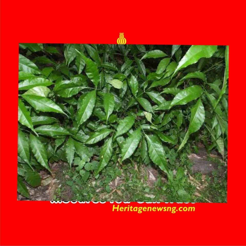 Health Benefits of Ewe Akoko – Editor: +2348035757938