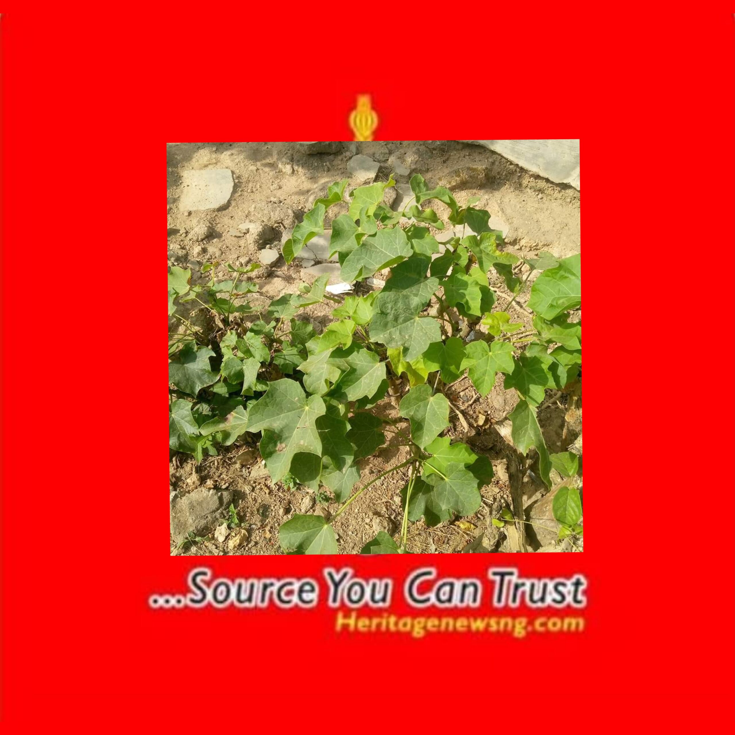 Herbal Organic: Amazing Health Benefits of Jatropha leaf (Ewe botuje ...